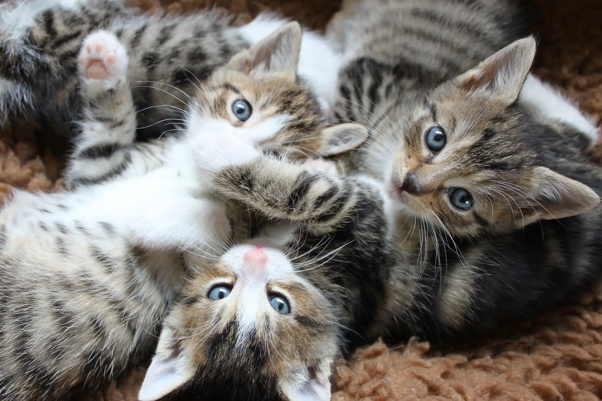 Helping Multiple Cats Get Along | Wadsworth Animal Hospital